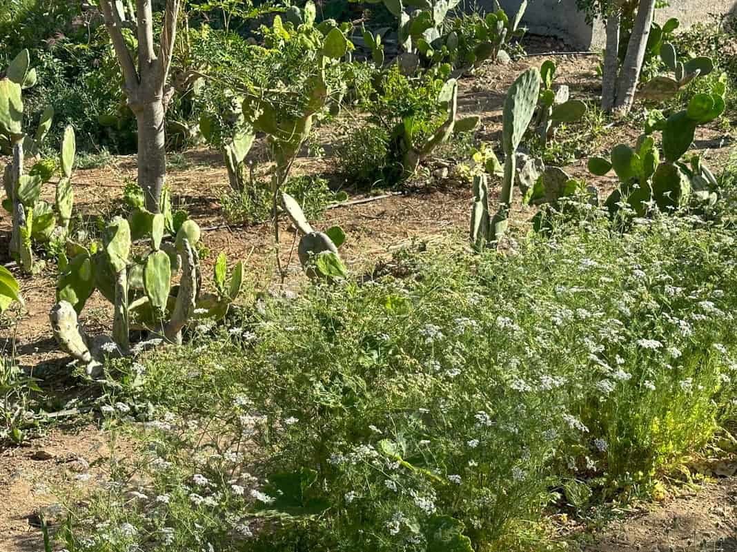 How a Cactus Cooking Class is helping preserve Los Cabos’ last ...